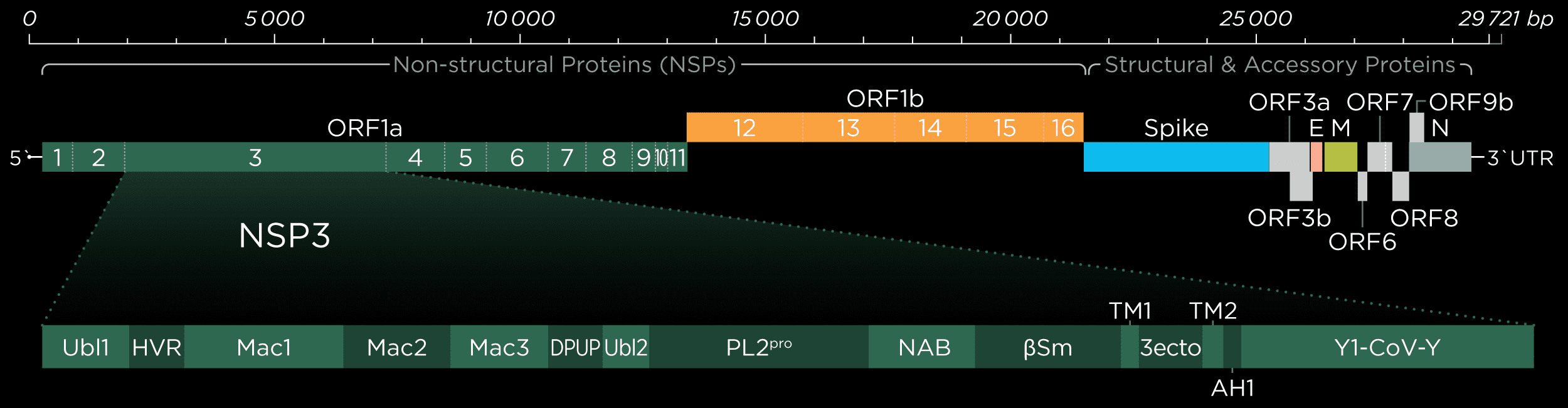 Untangling Nsp3 of SARS-CoV-2 » inside corona