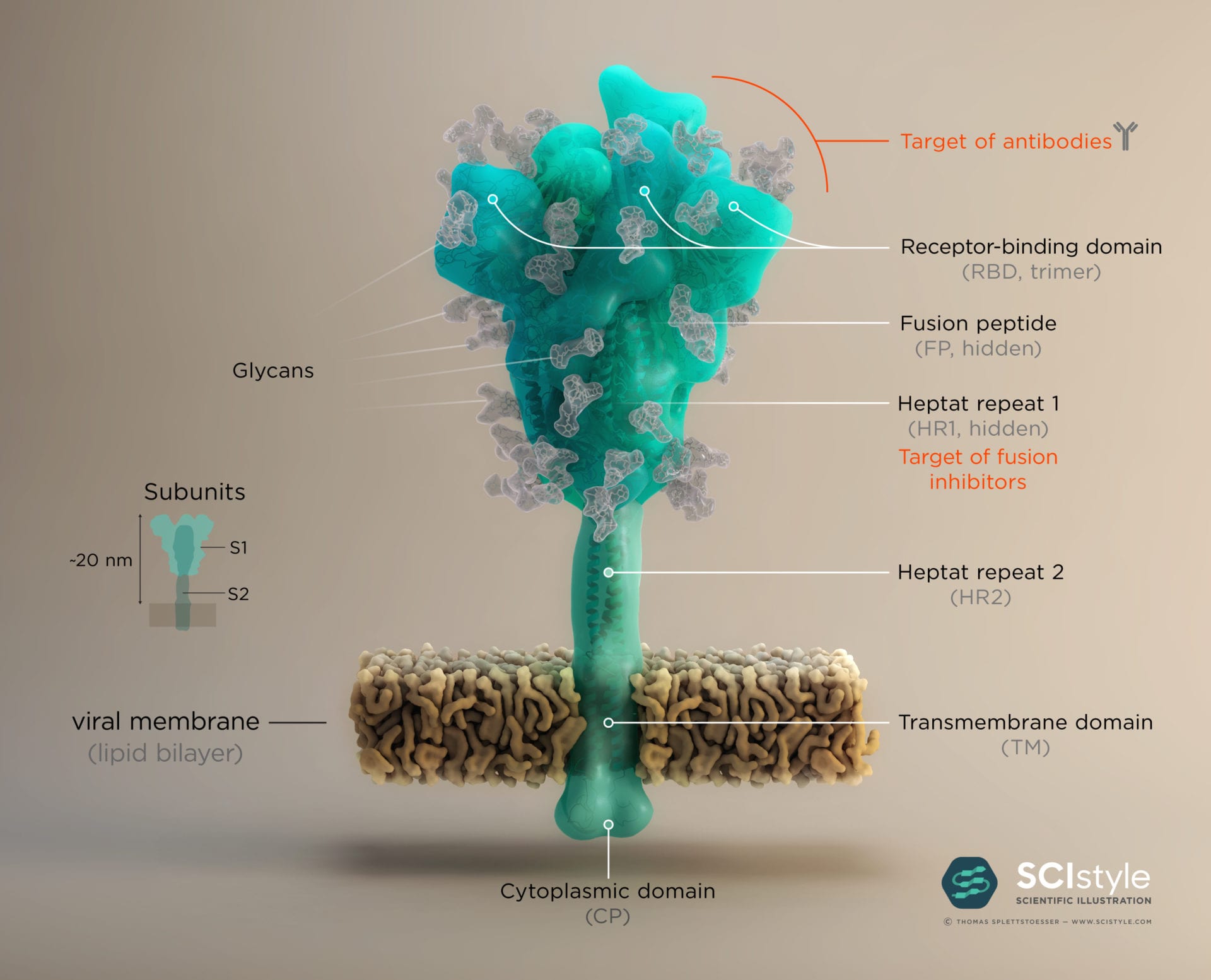 Spike Glycoprotein: The Key to Invade the Host Cell » inside corona