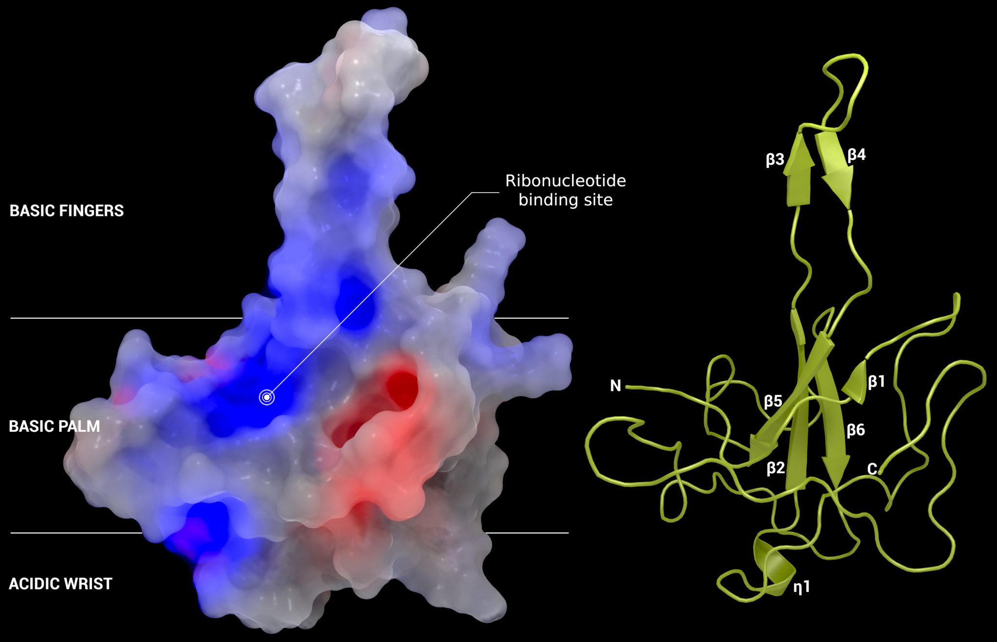 Structural biology of SARS-CoV-2 nucleocapsid
